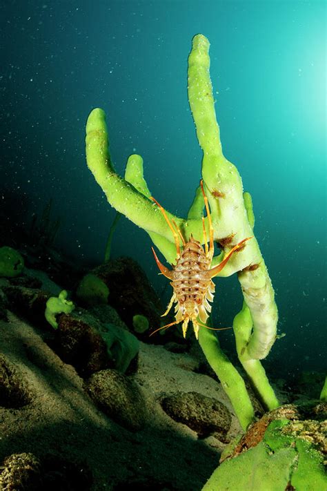 Freshwater Isopod On Baikal Sponge Lake Baikal Siberia Photograph By