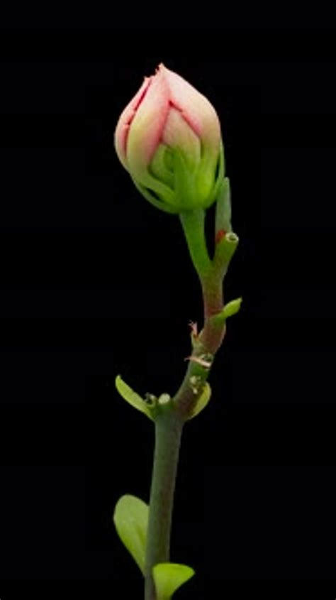 Royalty Free Vertical Background Videos Envato Royalty Free Vertical Background Videos Envato