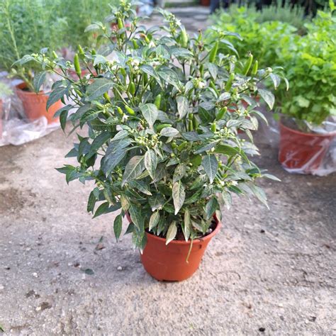 Pokok Chili Padi Masakan Pokok Hidup Lazada