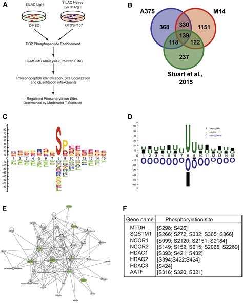Melk Promotes Melanoma Growth By Stimulating The Nf κb Pathway Cell