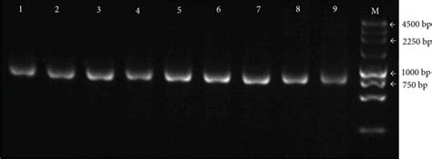 Electropherogram Of Efflux Pump Regulation Genes Ader And Ades Of Download Scientific Diagram