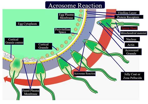 Penting Slow Block Polyspermy