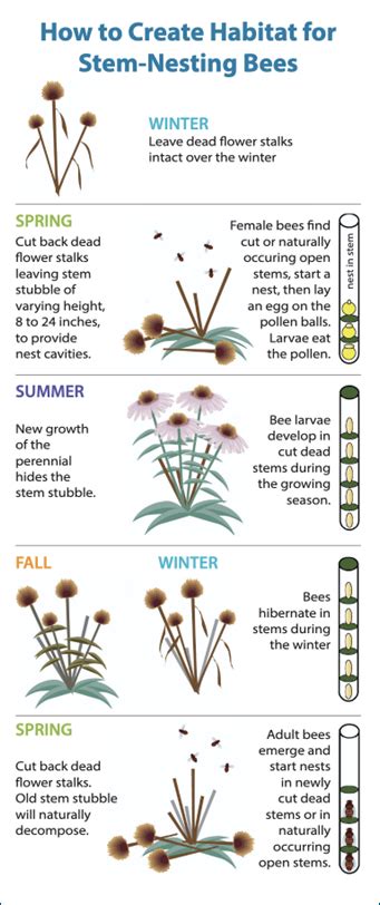 Pollinator Gardens Providing Nesting Sites For Native Bees Clackamas County Master Gardener