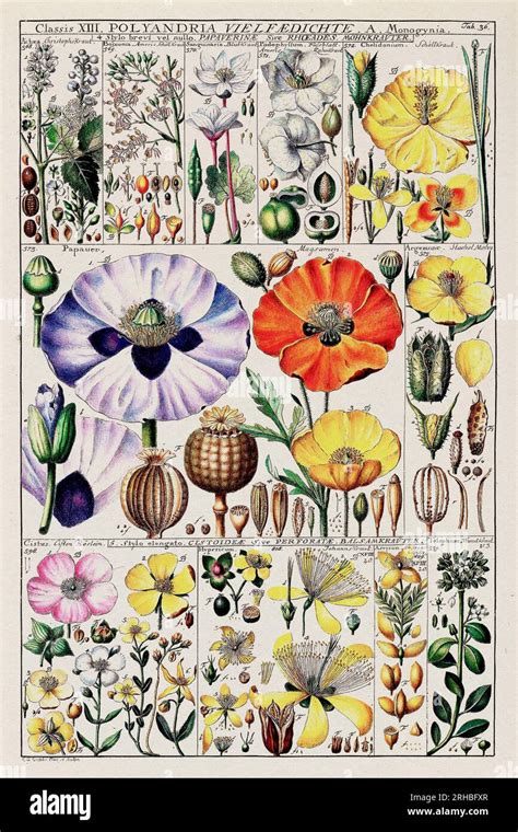 Vintage Botanical Illustration 18th Century Botanical Chart Linnaean Plant Classification In A
