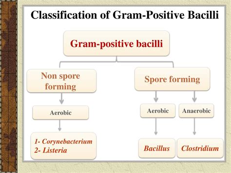 Antibiotic Coverage Gram Positive Bacilli At Steve Courtney Blog