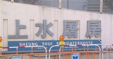 上水有職員劏豬疑遭豬隻掙扎割傷送院身亡 勞工處暫列工業意外 無綫新聞tvb News
