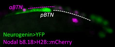 Migratory Neuronal Progenitors In Tunicates Provide Insights Into