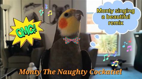 Monty The Naughty Cockatiel Singing A Beautiful Remix Viral