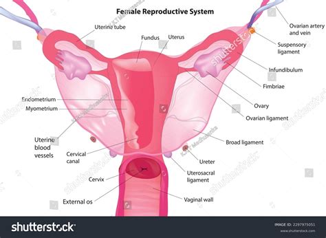 Female Reproductive System External