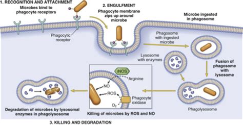 Inflammation Lecture Flashcards Quizlet