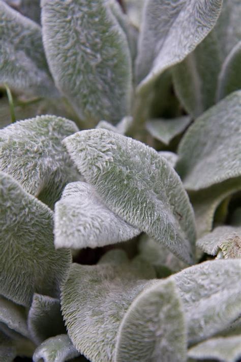 The Lamb`s Ear Stachys Byzantina Plant Stock Image Image Of Byzantina