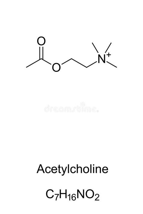 Acetylcholine Molecule Skeletal Formula Stock Vector Illustration Of Geometric Acetylcholine