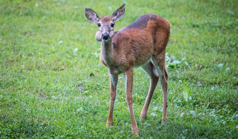 9 Deer Diseases Every Hunter Should Know Outdoor Life