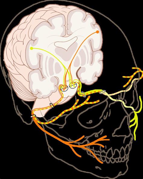 Hemifacial Spasm Alchetron The Free Social Encyclopedia