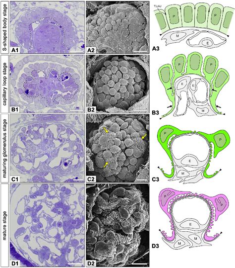 Figure 1 From Morphological Process Of Podocyte Development Revealed By