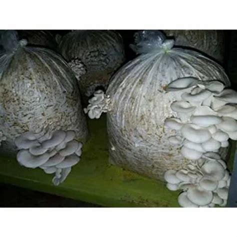 Natural Packed Mushroom Spawn Packaging Type Packet At ₹ 100 Kilogram
