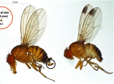 Male Vs Female Fruit Fly