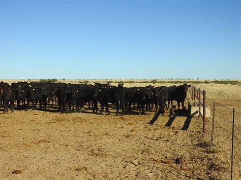 Enryb Downs Corfield District Freehold Property 16 998 42 Ha Brodie Agencies