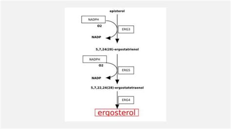 Biosynthesis Of Ergosterol Pptx