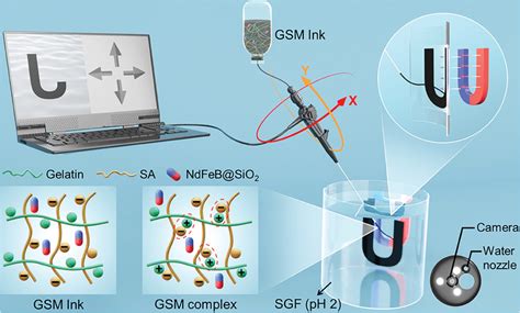 Schematic Of In Situ Liquid In Liquid Bioprinting Of Magnetic