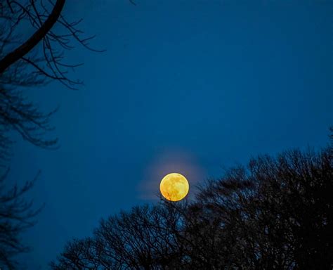 Wolf Down Nature Erie Reader