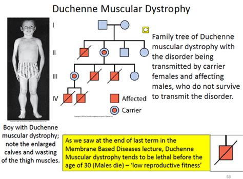 Genetics Lecture Final Lectures 5 7 Flashcards Quizlet