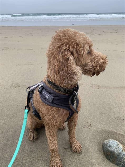 Teddy Sa5171 Reserved Cockapoo Cornwall England Spaniel Aid Cio