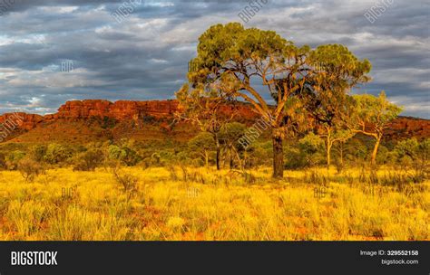 Hakea Tree Stands Image And Photo Free Trial Bigstock