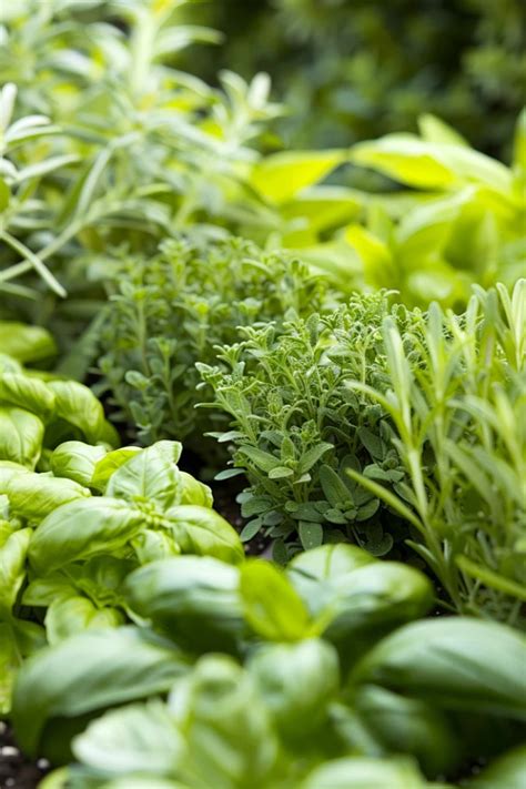 传统中草药种植图片 花瓣网