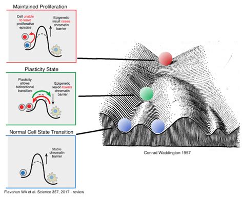 Chromatin State Regulates Cellular Transitions Projects Murphy Lab University Of Rochester