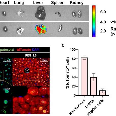 Pdf Engineered Ionizable Lipid Nanoparticles For Targeted Delivery Of