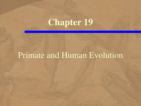 Ppt Primate And Human Evolution Powerpoint Presentation Free