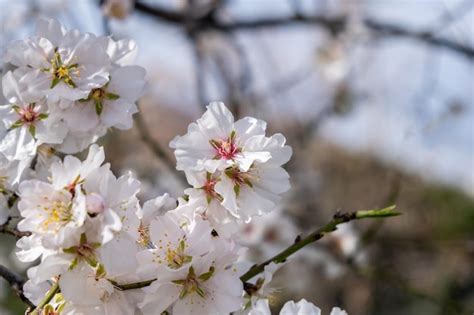 Premium Photo Spring Blooming Almond Tree Blossoming Background