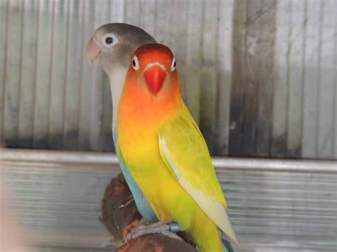 Free Images Bird Beak Color Fauna Lorikeet Lovebird Macaw Pets