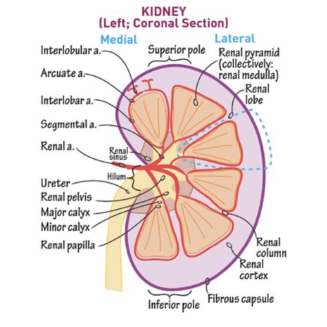 Gu Anatomy Lab Pa Flashcards Quizlet
