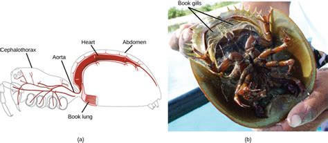 Superphylum Ecdysozoa Biology For Majors Ii