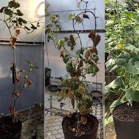 Cucumber Plants Inoculated With Corynespora Cassiicola At 20 A 30