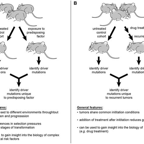 Sleeping Beauty Mouse Models Can Be Used To Interrogate A Variety Of Download Scientific