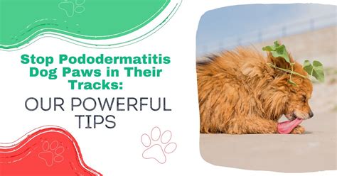 How Do You Treat Pododermatitis In Dogs Paws