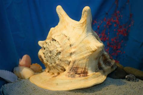 Cassis Cornuta Ninah Vanilla