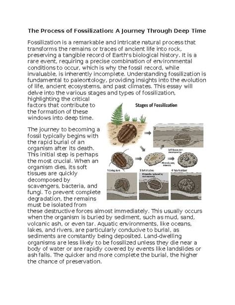 Process Of Fossilization Worksheet For Sub Plan Or Classwork And Homework