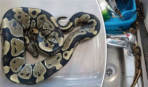 Mum Gets The Fright Of Her Life After Mistaking Python In Her Sink For