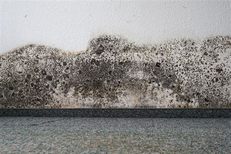 The 10 Common Causes Of Mold Growth In The House Hunker