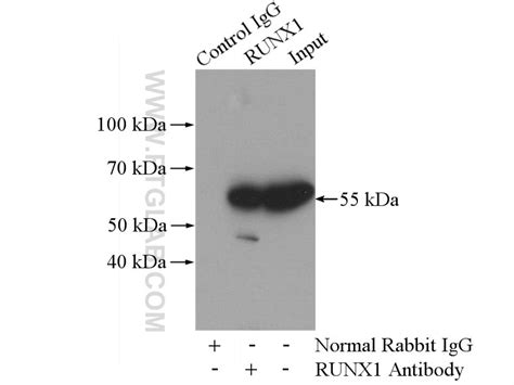 Runx1 N Terminal Antibody 19555 1 Ap Proteintech