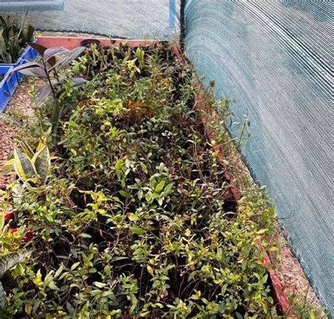 Pomegranate Full Sun Exposure Bhagwa Anar Plant For Outdoor At Rs 60