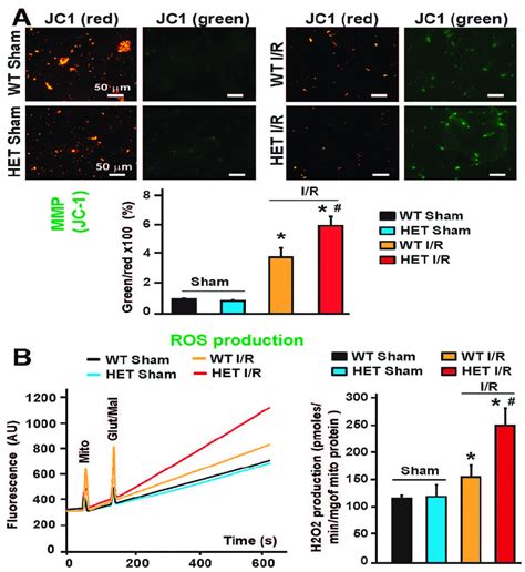 Mitochondria From Mitofilin − Mice Are More Uncoupled And Generate