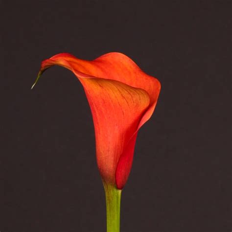 Buy Send Calla Lily Zantedeschia Captain Odeon Bunch Of 10 Online Igp Wf1096217