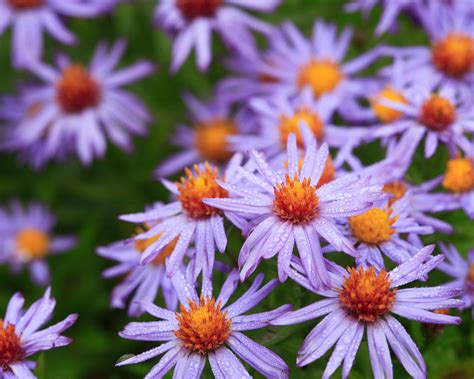 Aster Novi Belgii Prof Anton Kippenberg Bare Roots — Buy Lilac Blue Michaelmas Daisies Online