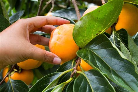 Persimmon Tree Growing Guides Tips And Information