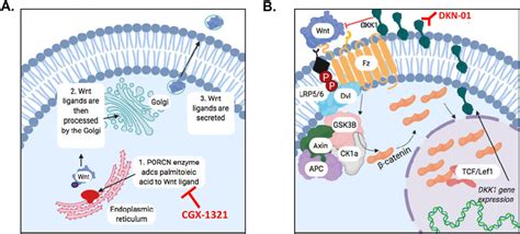Role Of Porcn And Dkk1 In Wntβ Catenin Pathway Signaling A The